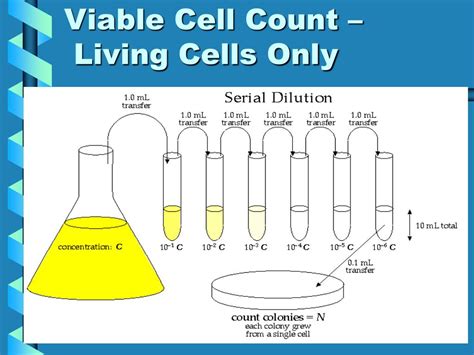 PPT Counting Bacteria PowerPoint Presentation Free Download ID