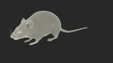 Australian Mouse Basic Pose Model TurboSquid
