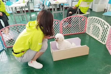圣宠宠物美容学校官网 宠物美容师培训学校 宠物美容培训摇篮 宠物行为美容师训练基地