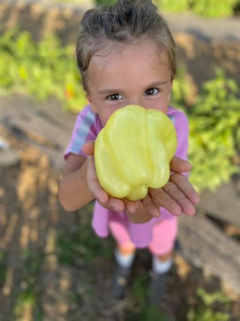Domaći Proizvodi Sinj Sinj