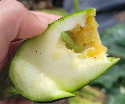 Picklewormmelonworm Monitoring Update Virginia Ag Pest And Crop Advisory