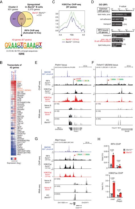 Accelerated Plasma Cell Differentiation In Bach2 Deficient Mouse B Cells Is Caused By Altered