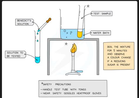 Biological Molecules Flashcards Quizlet