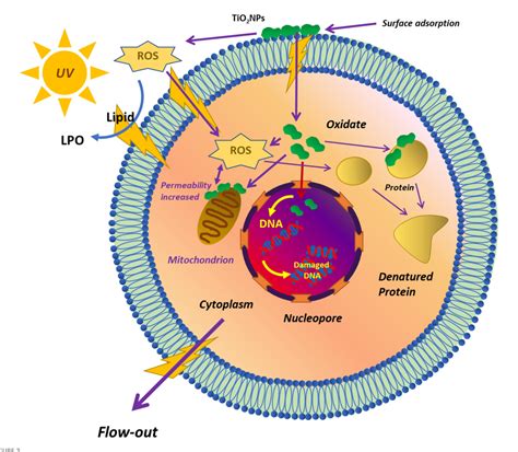 Figure 2 From Microbial Synthesis Of Titanium Dioxide Nanoparticles And Their Importance In