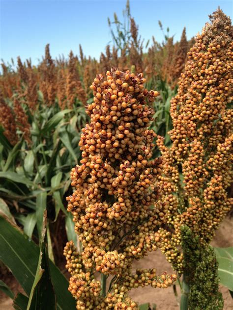 Sorghum Growth Stages Crop Science Us