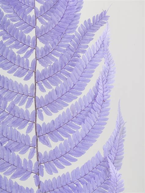 Папороть лісова стабілізована бузкова 60 см купити за ціною 79 грн • Dfb Elements Україна