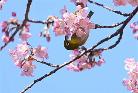 チャガシラカモメ4 大いなる旅路
