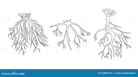 Vector Isolated Illustration Of Types Of Tree Root Systems Stock Vector Illustration Of