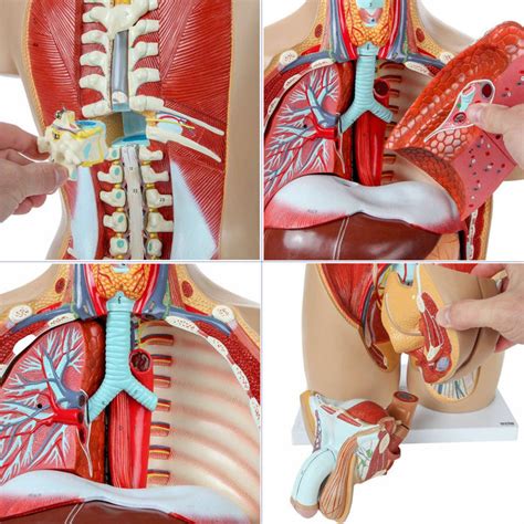 Evotech Scientific Deluxe Dual Sex Detailed Life Size Torso Human Body —