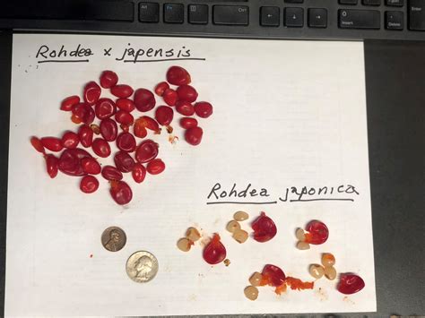 False Advertising Juniper Level Botanic Garden