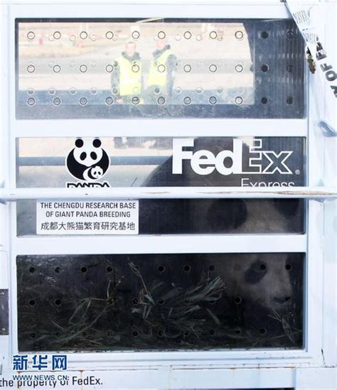 中国赠法大熊猫欢欢和圆仔抵达法国机场 中国在线