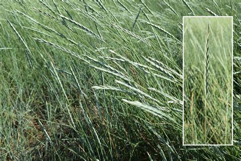 Meaning Of Couch Grass At Leslie Green Blog