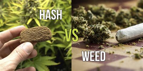 Hash Weed From
