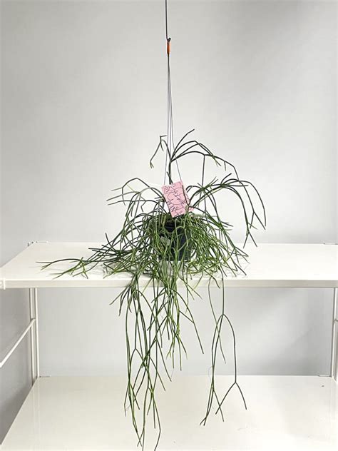 두왑플랜트 립살리스 화이트 행잉식물 플랜트 키우기쉬운 카페식물 인테리어식물 위시버킷