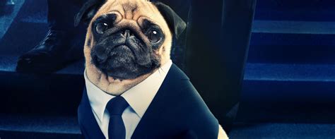 Space Pug Wallpapers Top Free Space Pug Backgrounds WallpaperAccess