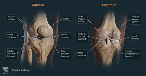 Ligaments Of The Knee Complete Anatomy