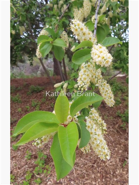 Chokecherry Tree Sticker For Sale By Gurineb Redbubble