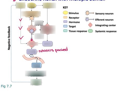 Biol 373 Endocrine Reflex With Multiple Stimuli Flow Chart Diagram
