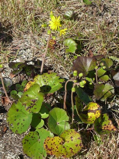 平泉世界遺産ガイダンスセンターのツワブキ石蕗 2022年10月29日土 peaの植物図鑑