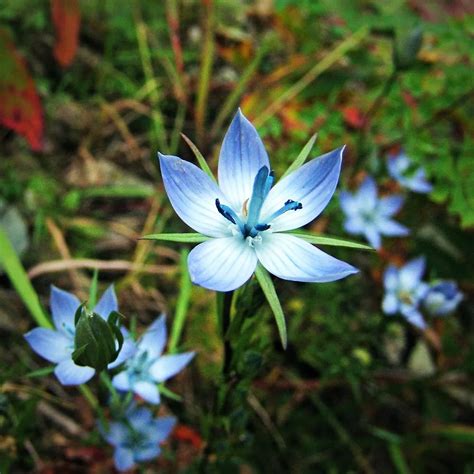 肋柱花 第2页 大山谷图库