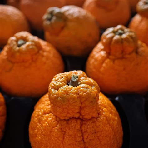 Sumo Citrus Just Appeared In Stores And People Are Obsessed