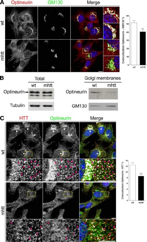 Mhtt Cells Showed Delocalization Of Optineurin In The Golgi Apparatus