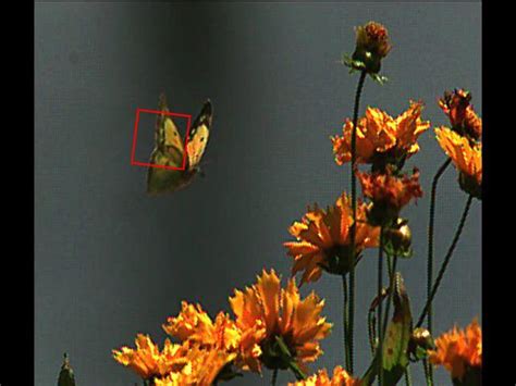 Rotation Adaptive Visual Object Tracking With Motion Consistency The