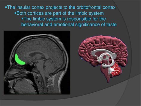 Ppt The Gustatory Pathway Powerpoint Presentation Free Download Id 168544