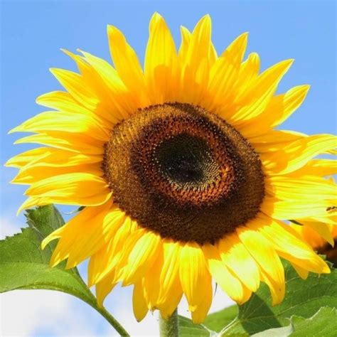 Посівний матеріал — купити за вигідною ціною