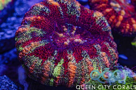 Ultra Croc Island Button Scoly Wysiwyg Queen City Corals