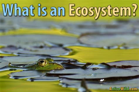 What Is An Ecosystem Facts On Earth S Terrestrial Marine Ecosystems