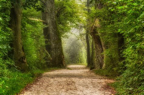 Forest Path Nature