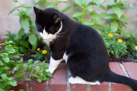 如何让猫咪远离你的绿植：10种驱猫大法 知乎