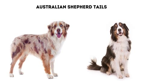 Do Aussiedoodles Have Tails