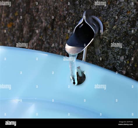 Frozen Sap Hanging From Spile In Maple Tree Stock Photo Alamy