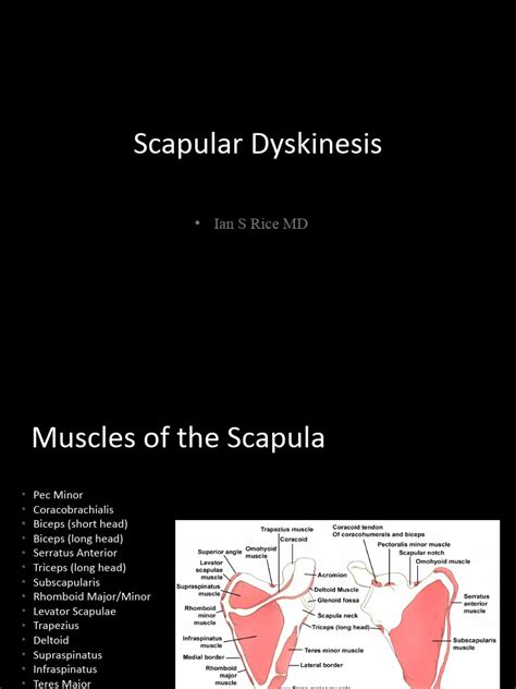 Scapular Dyskinesis Disabled Throwing Shoulder Pdf Anatomical Terms Of Motion Shoulder