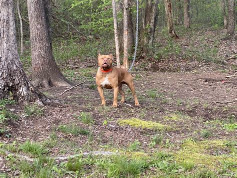 Camelot Pits Bug Camelot Pits