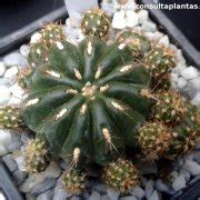 Matucana polzii or Matucana aurantiaca subs polzii | Care and Growing