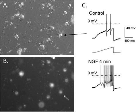 Figure 2 From Ras Signaling Pathways Mediate Ngf Induced Enhancement Of
