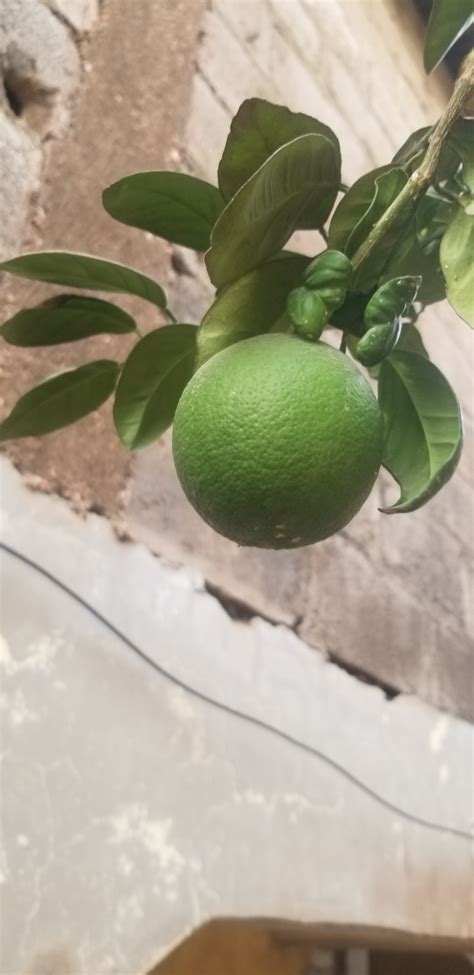orange harvesting mango object detection dataset and pre trained model