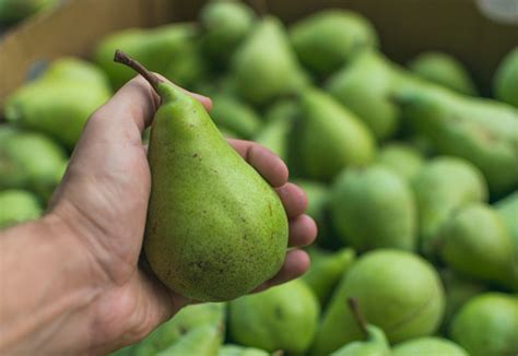 수확 후 배가 가득 찬 상자 앞에서 녹색의 신선한 배를 들고있는 인간의 손 선택적 초점 가을에 대한 스톡 사진 및 기타 이미지