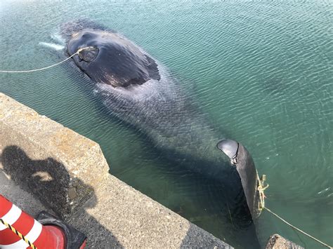 マッコウクジラ で大騒ぎ 本渡港 てんぐさの日日雑記 彡