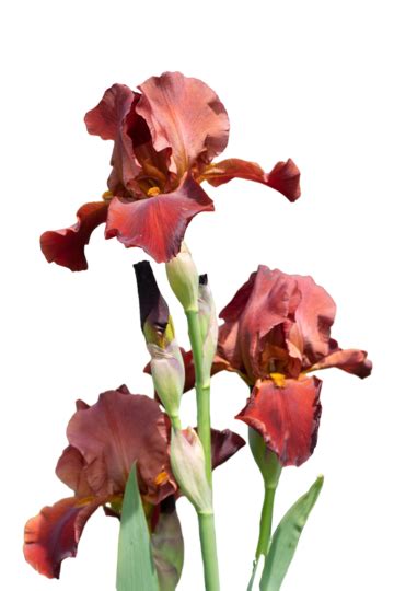 Iris Barbata Png Images Vetores E Arquivos Psd Download Grátis Em