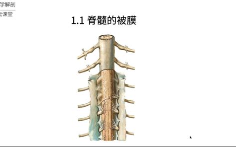 从零开始学解剖 消化系统解剖（下） Bilibilib站无水印视频解析——yiuios易柚斯