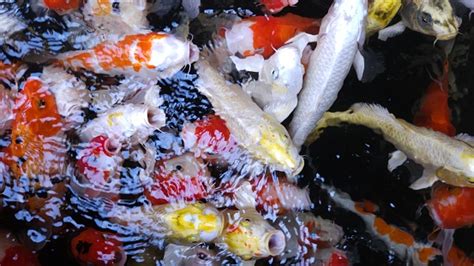 다채로운 잉어 물고기 또는 일본 잉어 잉어가 건강한 연못에서 수영하는 평면도 감금 상태에 대한 스톡 사진 및 기타 이미지 감금 상태 경쟁 금붕어 Istock