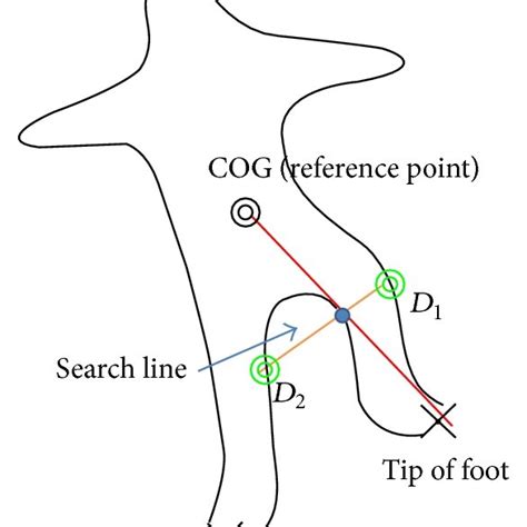 Convex Points In Different Postures A Lying B Standing And C
