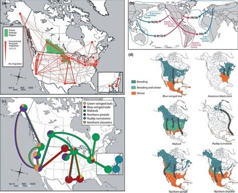 Overall Patterns Of Gene Flow In Avian Influenza Virus Aiv And The