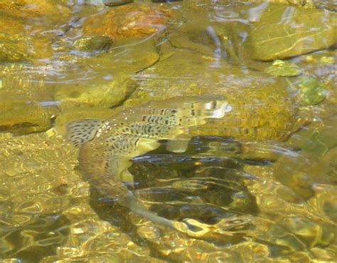 Brown Trout Dart Angling Association