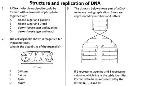 consolidated unit 1 nab revision questions higher biology unit 1 revision