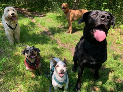 Pooch Pawtrol Dex Buddy Sam Billy Dez Nigel ️